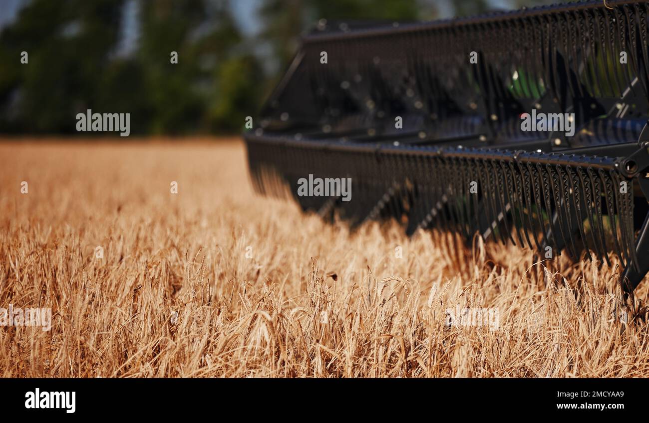 Agricultural combine harvester in the field during harvest ripe wheat ...