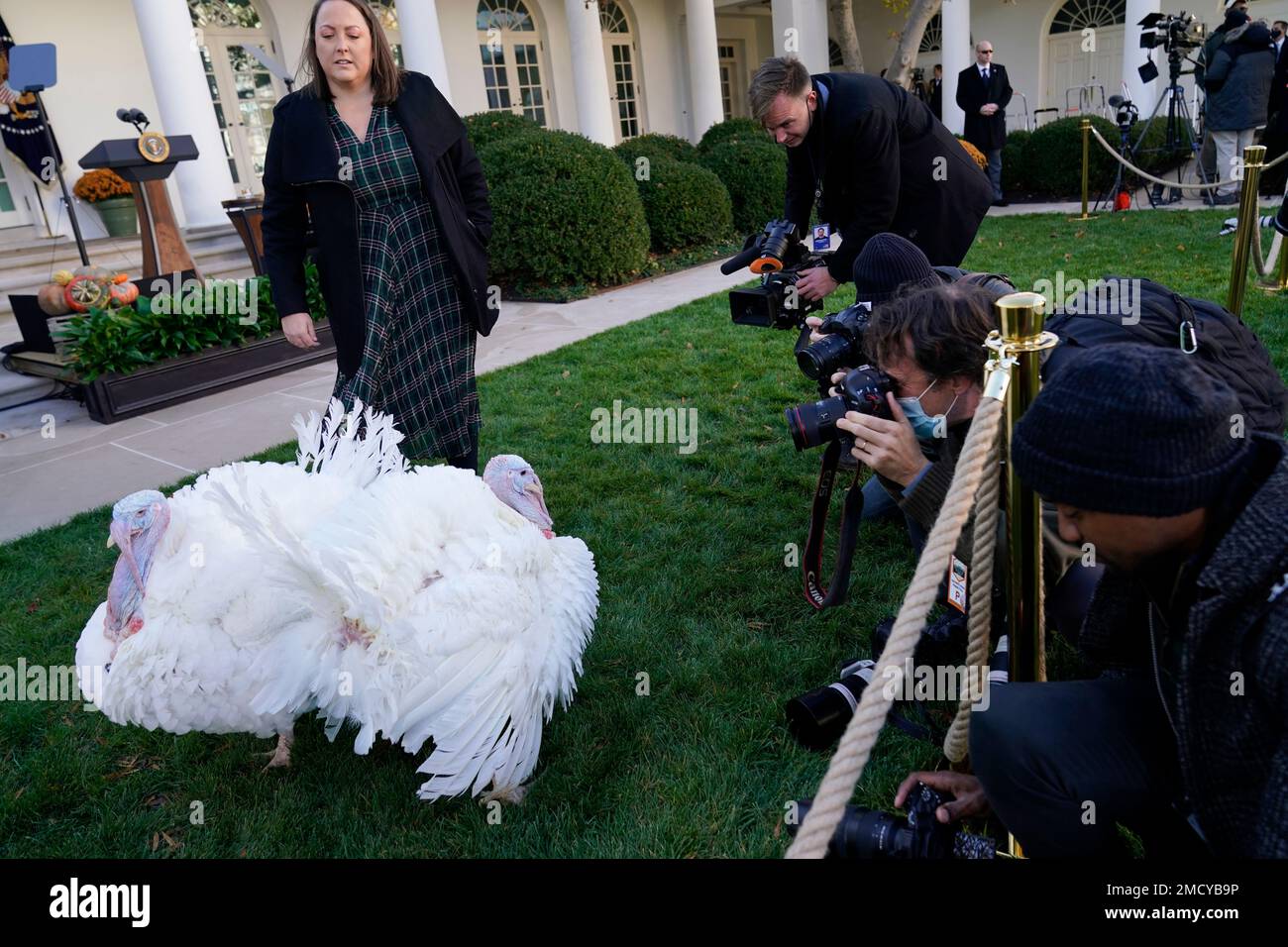 The two national Thanksgiving turkeys, Peanut Butter and Jelly, are ...