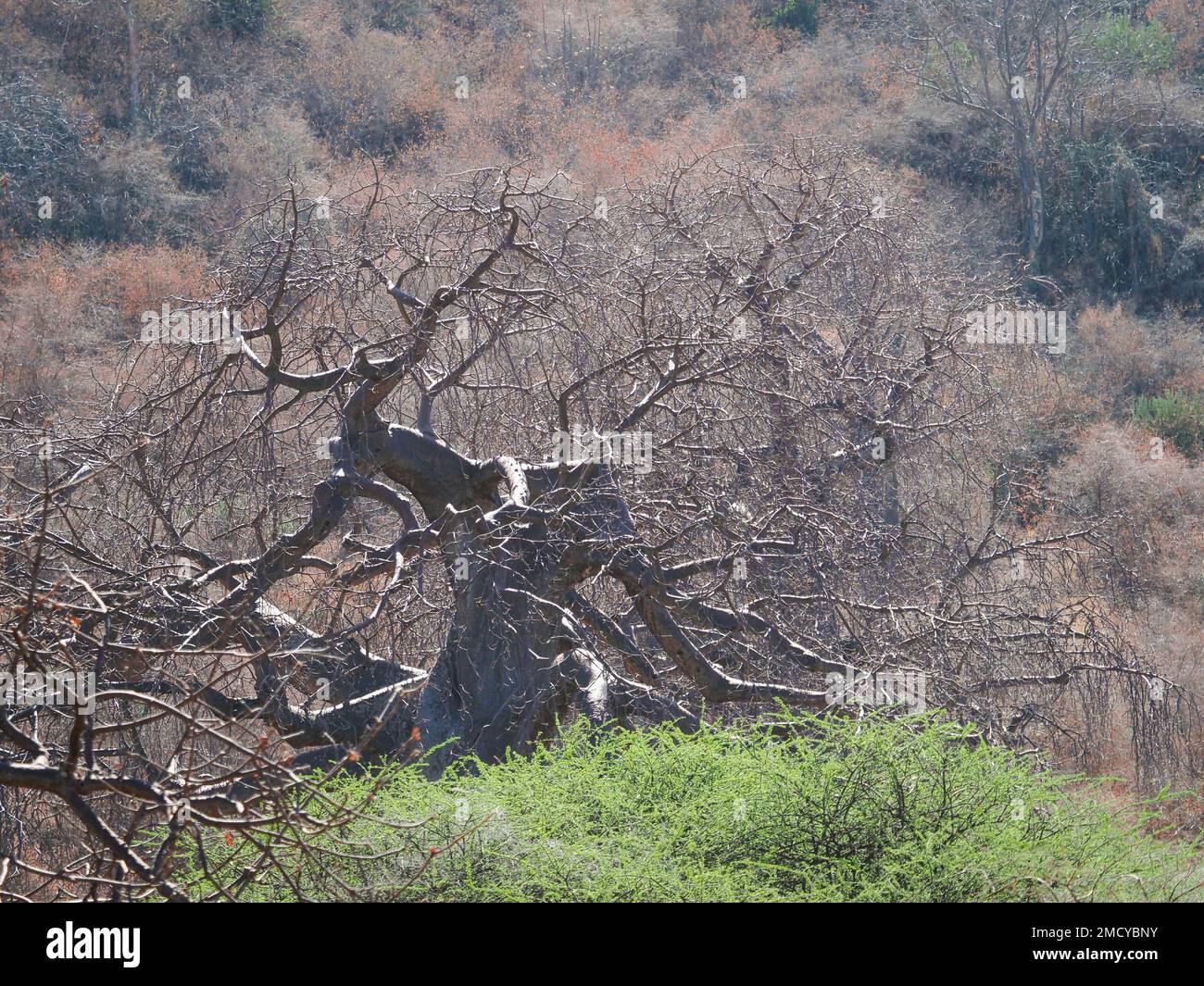 Manjara hi-res stock photography and images - Alamy