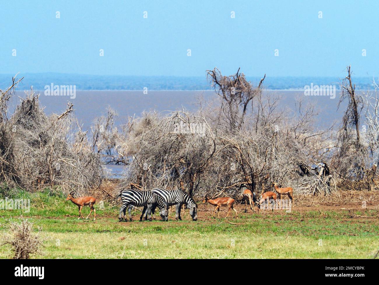 Manjara hi-res stock photography and images - Alamy