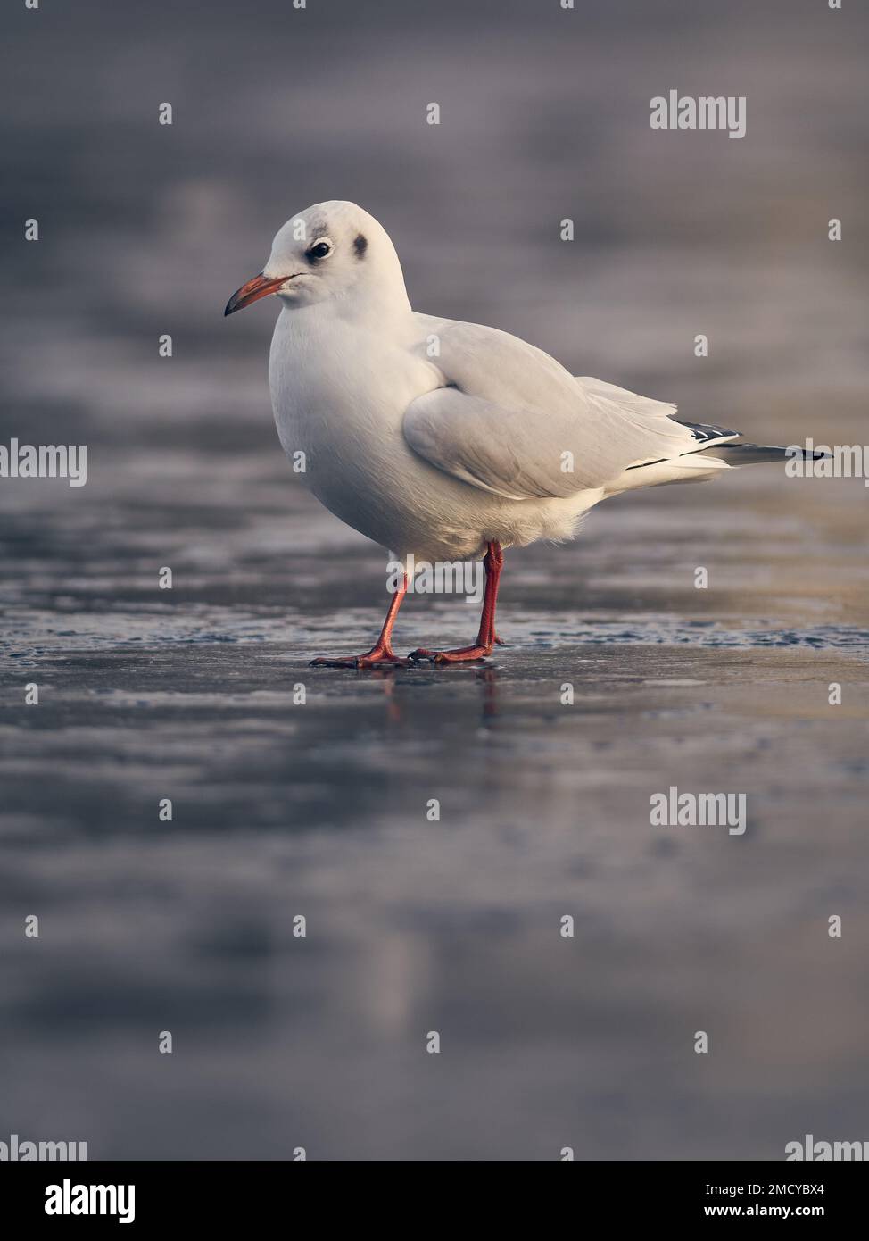 Gull lake park hi-res stock photography and images - Alamy