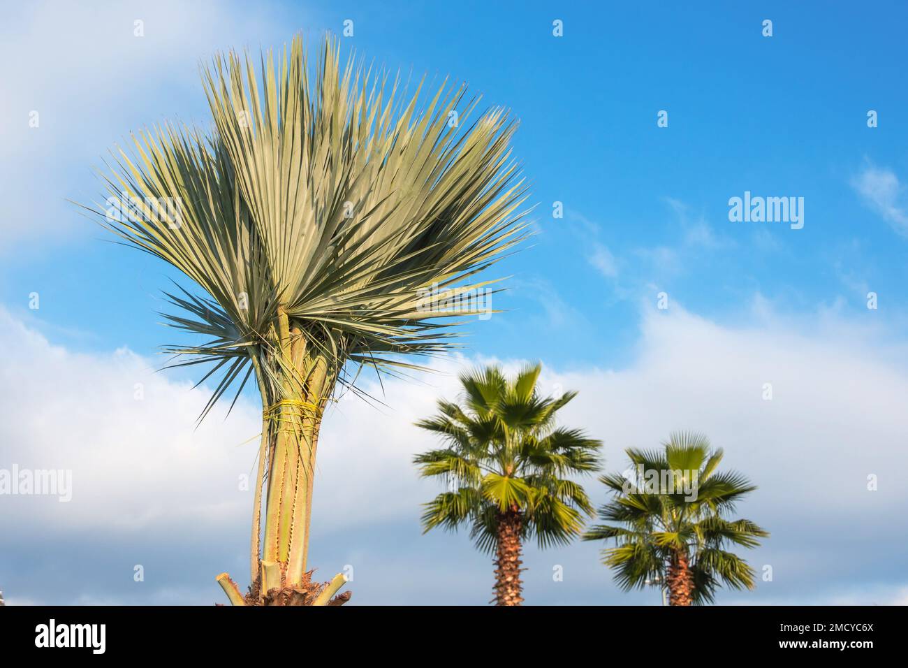 Tied leaves with a rope of a palm tree during the winter period Stock ...