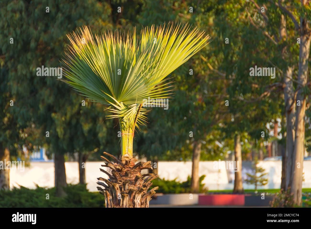 Tied leaves with a rope of a palm tree during the winter in the park ...