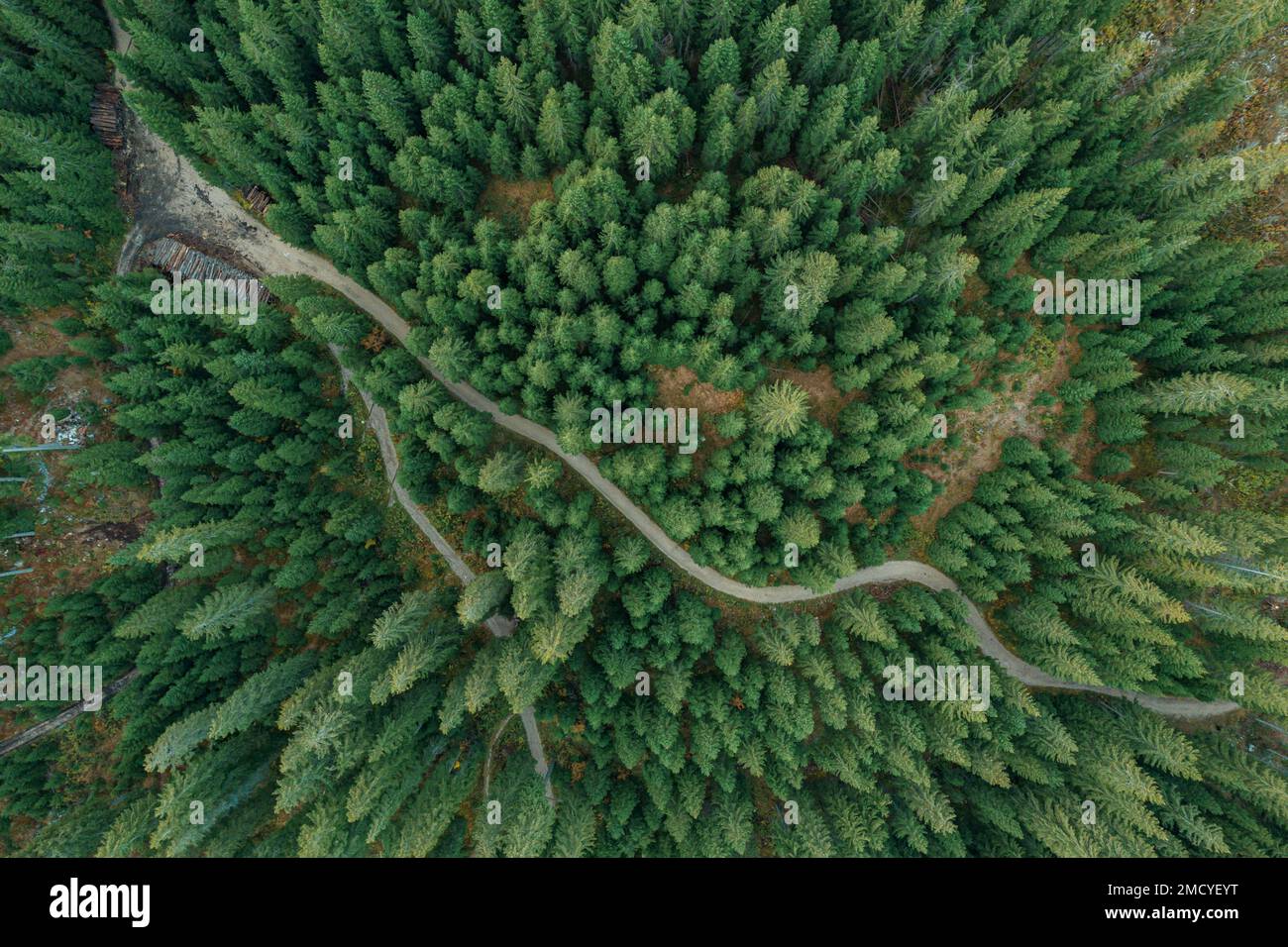 Aerial view to pine forest hi-res stock photography and images - Alamy