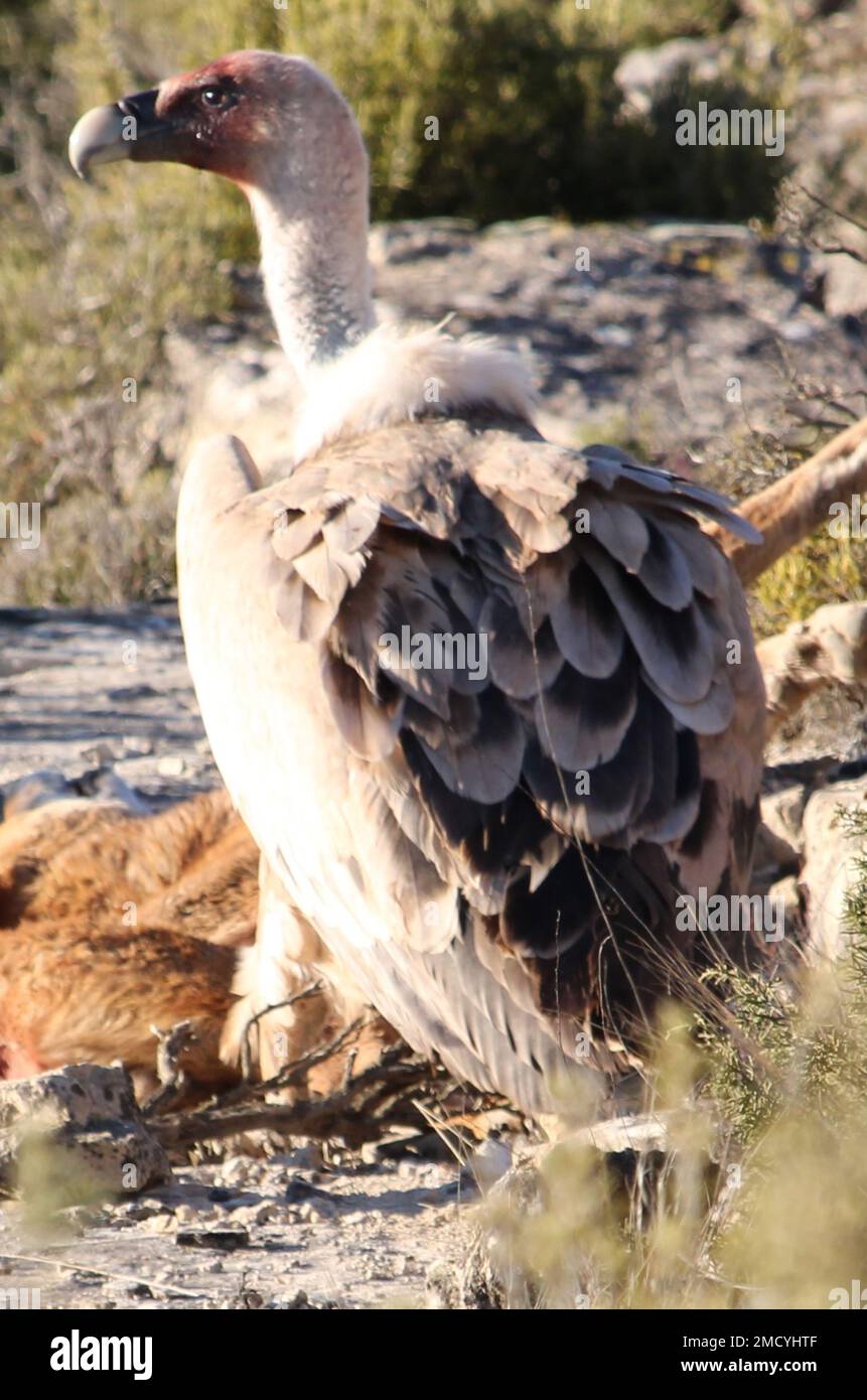 Animales carnivoros hi-res stock photography and images - Alamy