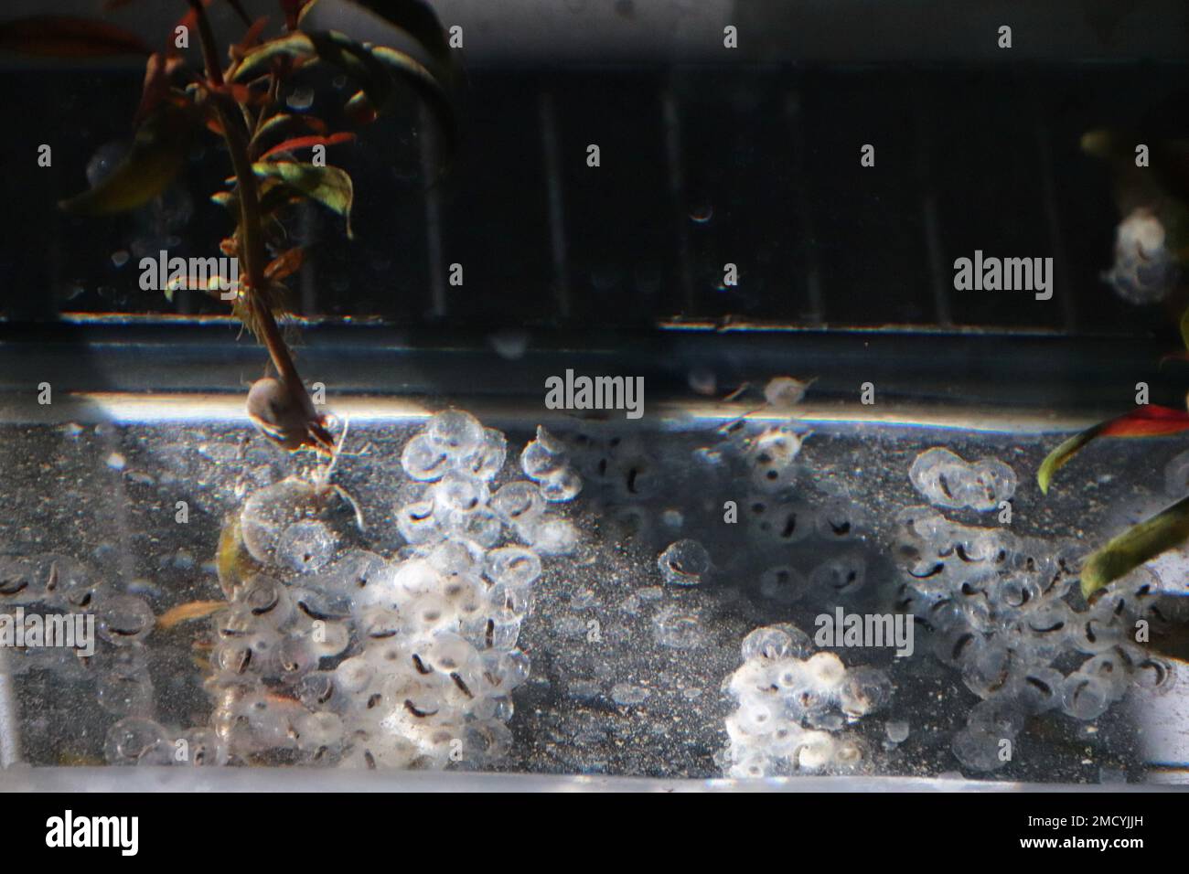 January 21, 2023 in Mexico City, Mexico: fertilized eggs of axolotl ...