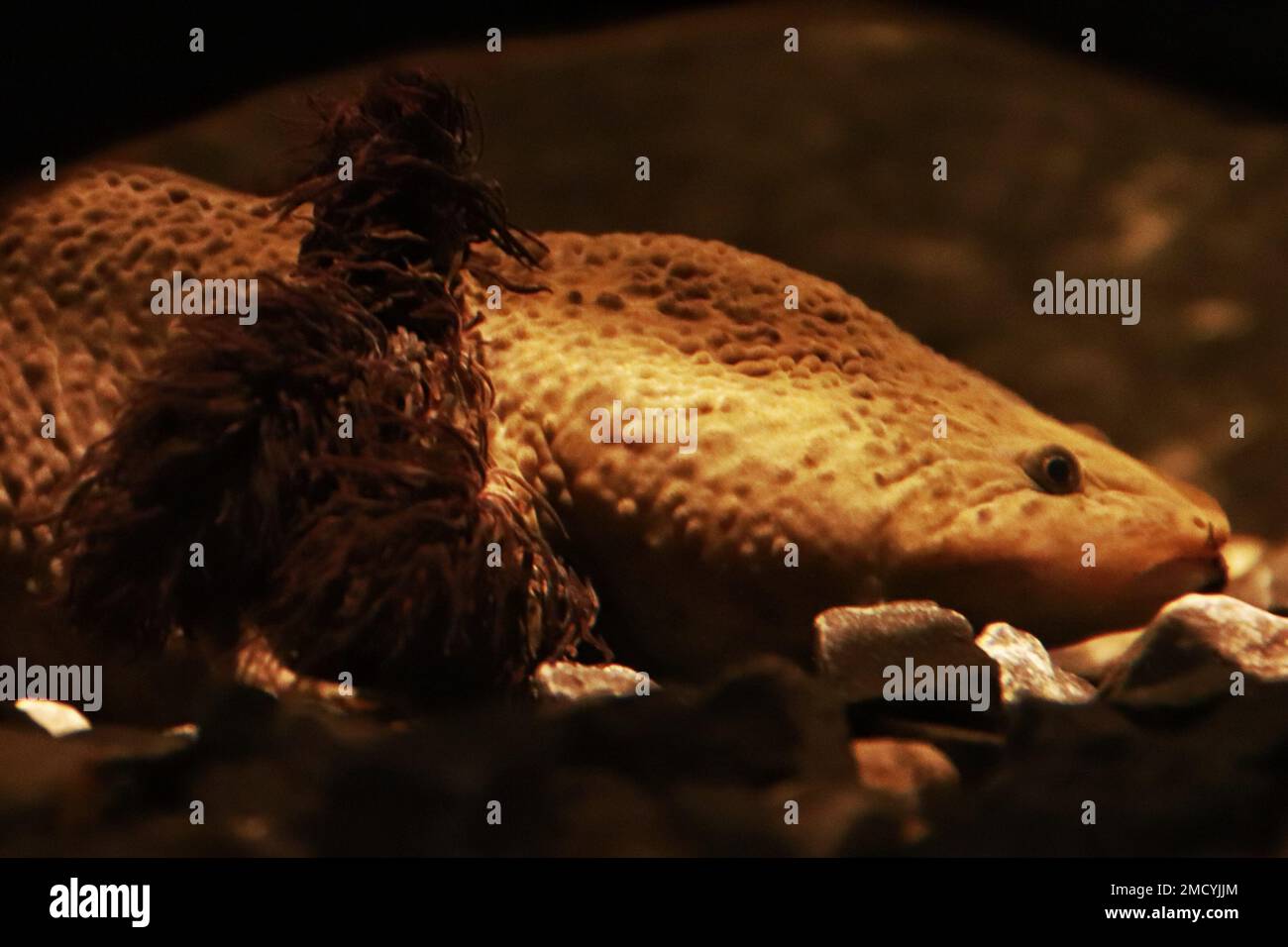 Axolotl museum hi-res stock photography and images - Alamy