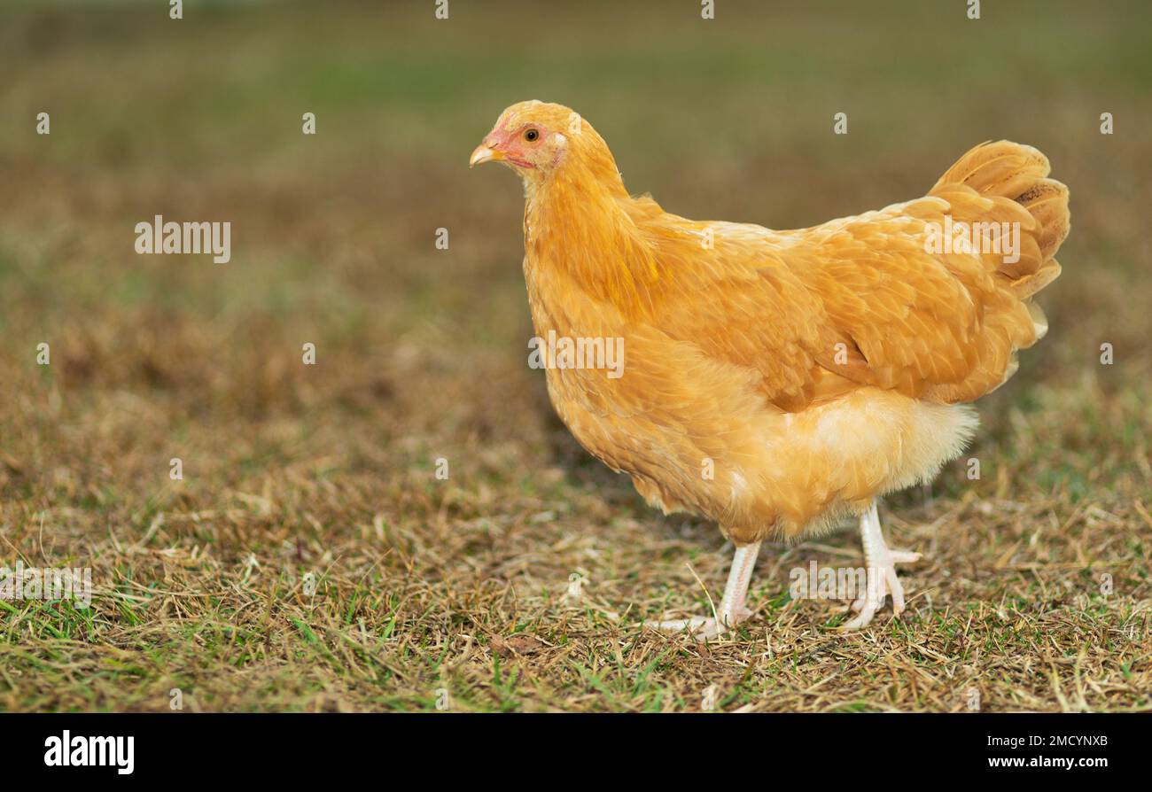 Golden chicken hen thast is walking on a grassy field Stock Photo - Alamy