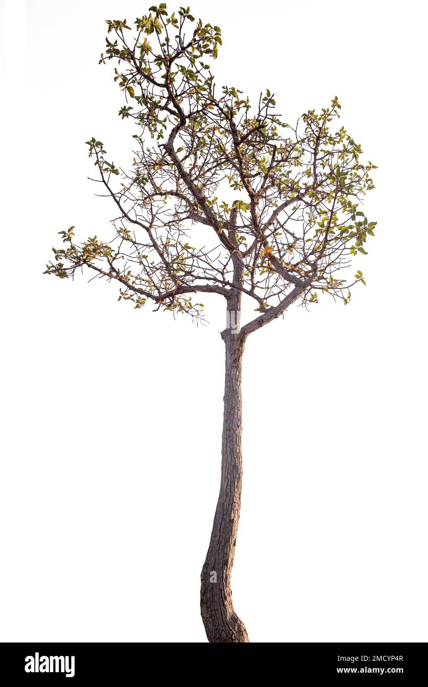 Tree isolated on white background Stock Photo - Alamy