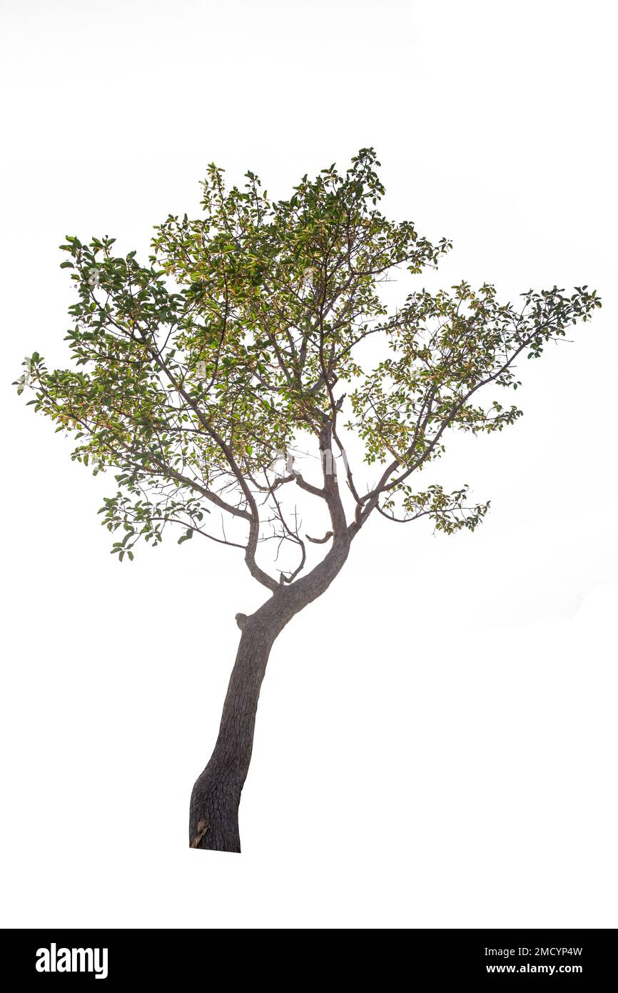 Tree isolated on white background Stock Photo - Alamy