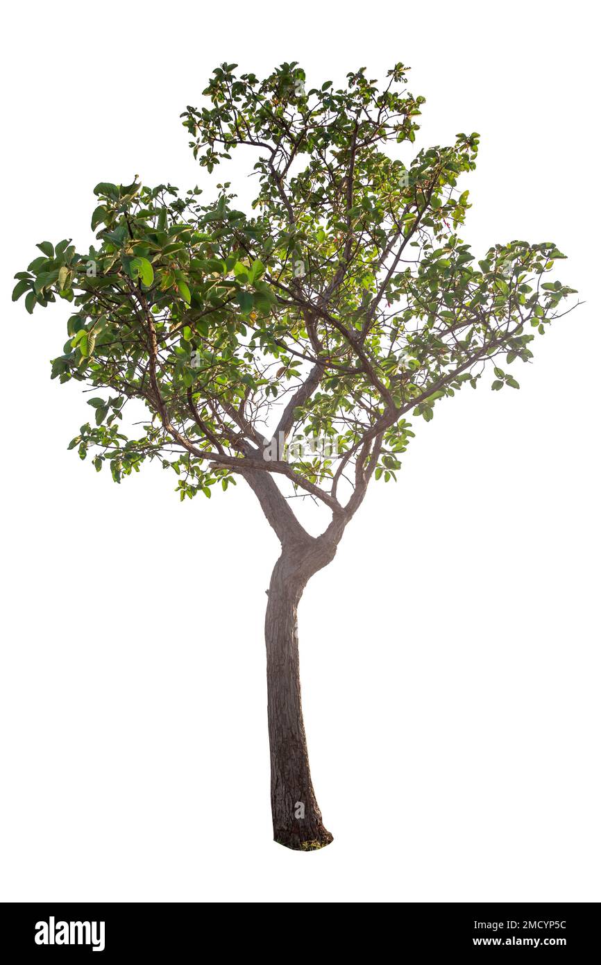 Tree isolated on white background Stock Photo - Alamy