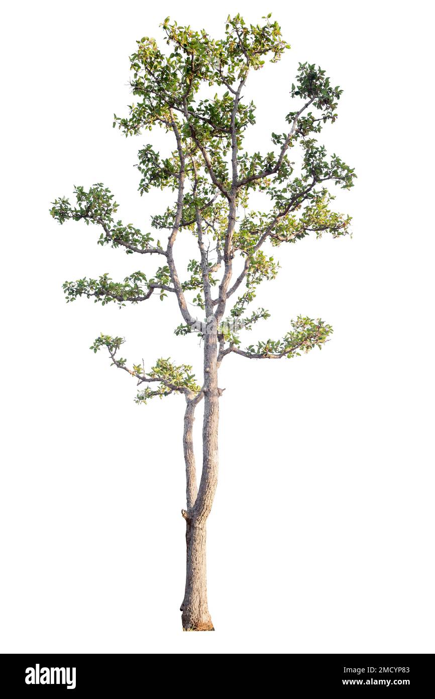 Tree isolated on white background Stock Photo - Alamy