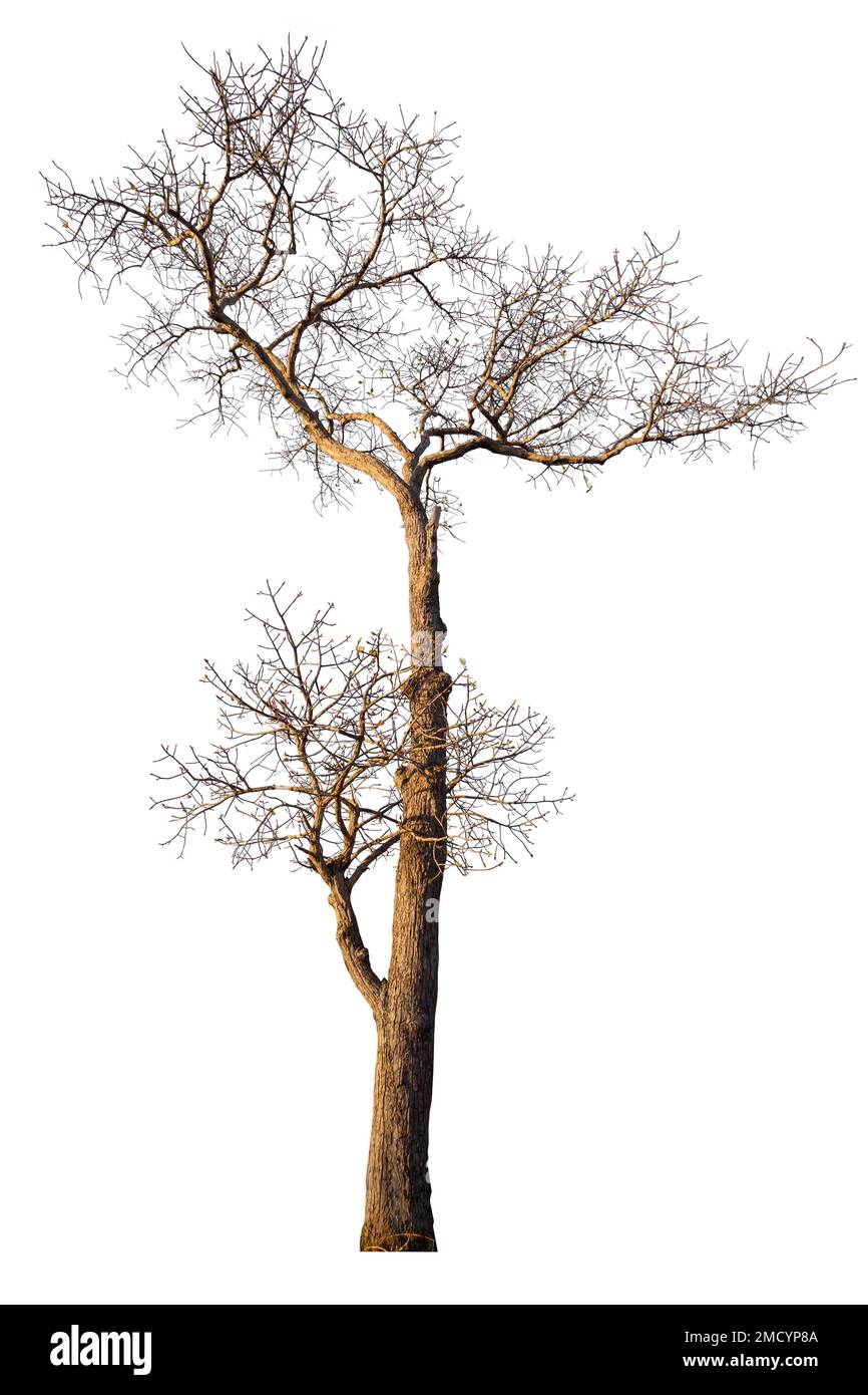 Tree isolated on white background Stock Photo - Alamy