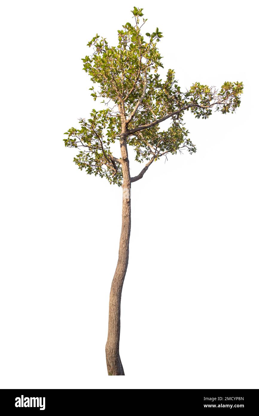 Tree isolated on white background Stock Photo - Alamy
