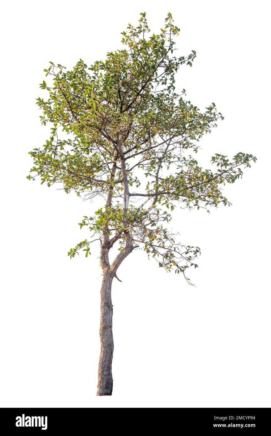 Tree isolated on white background Stock Photo - Alamy