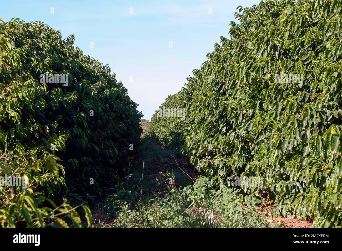 View farm with coffee plantation in Brazil - Cafe do Brasil Stock Photo ...