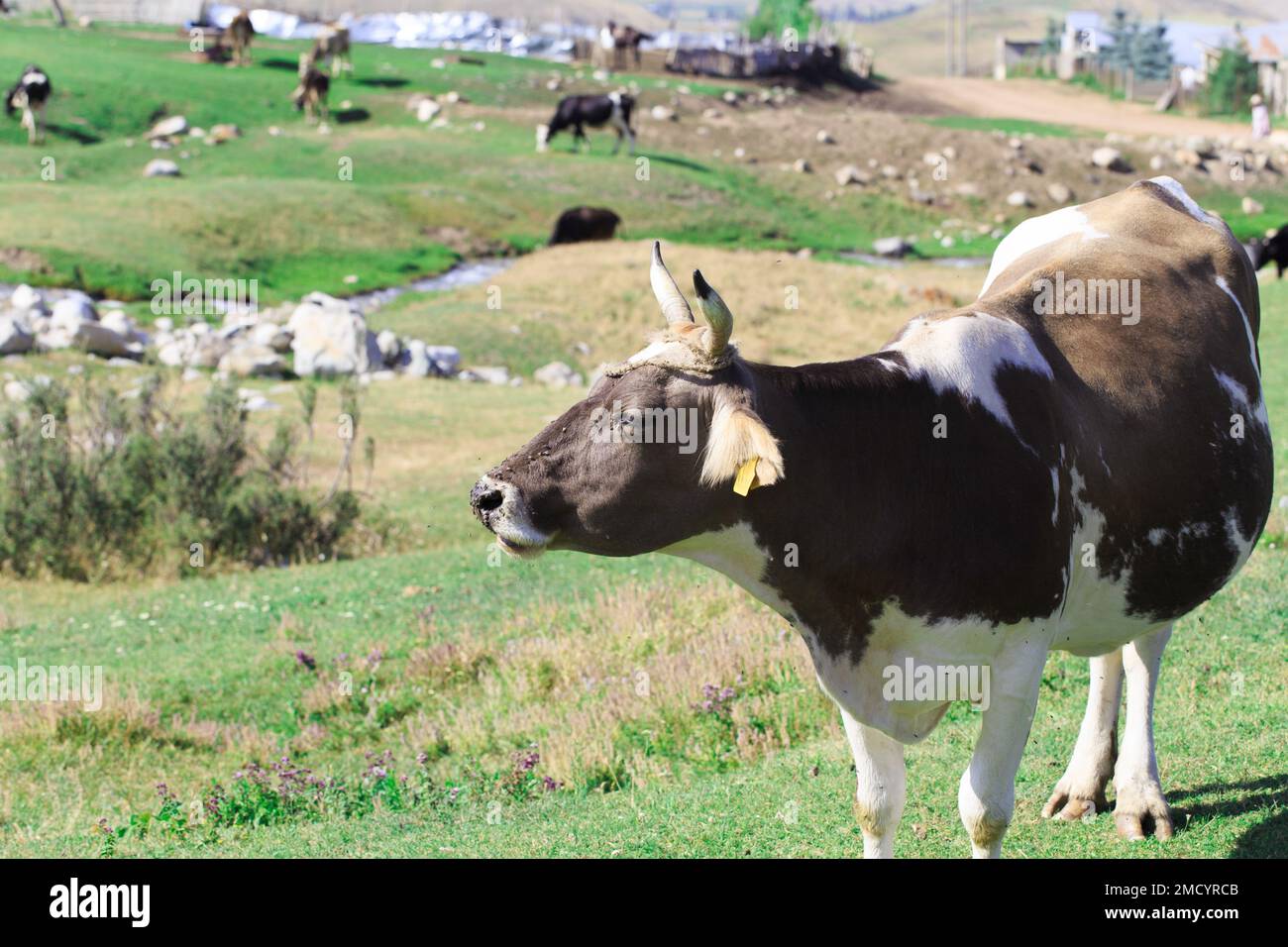 The cow is grazing in the meadow. Farming. Grazing. Summer mountain ...