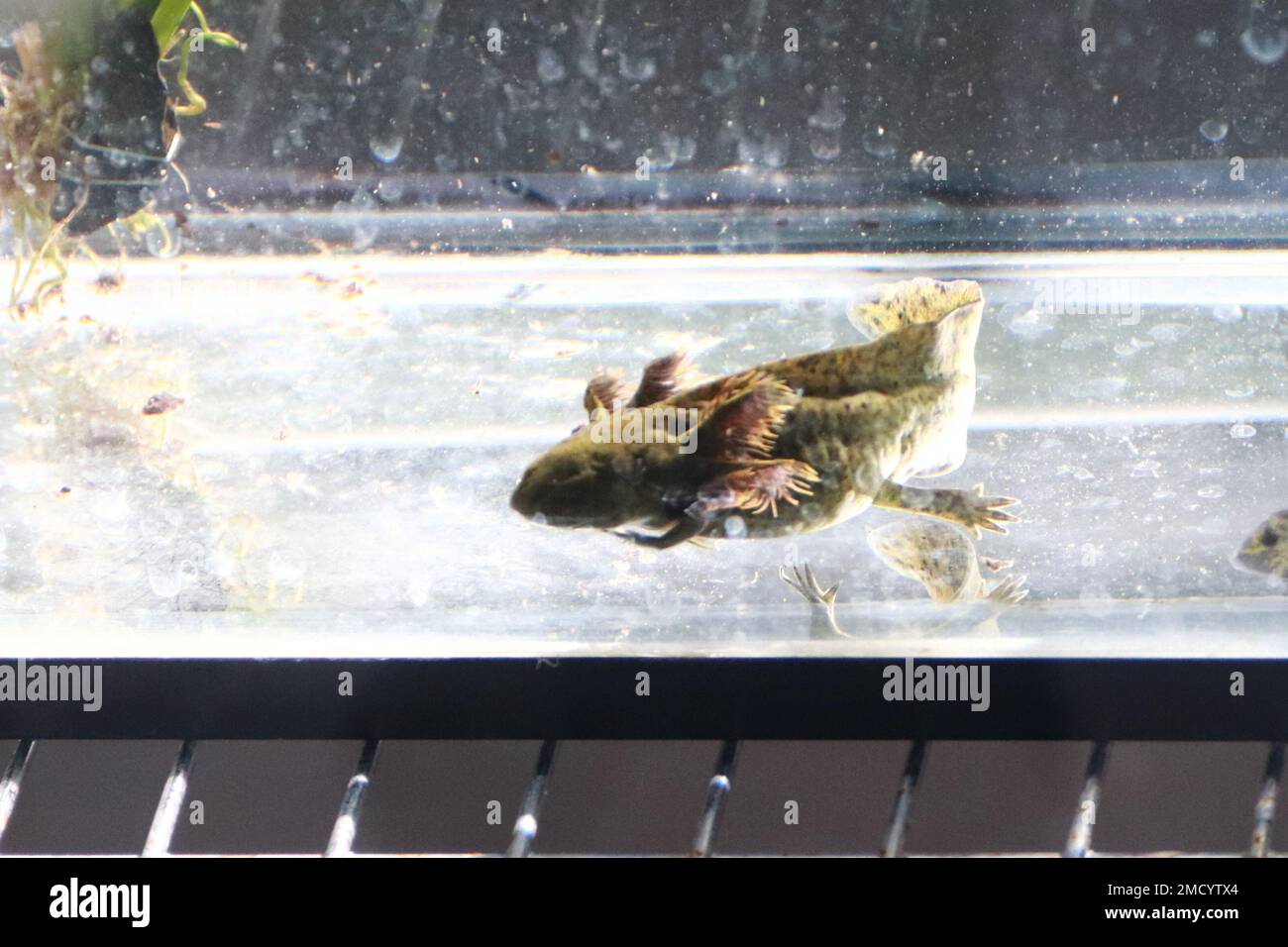 January 21, 2023 in Mexico City, Mexico: Axolotl species are seen ...