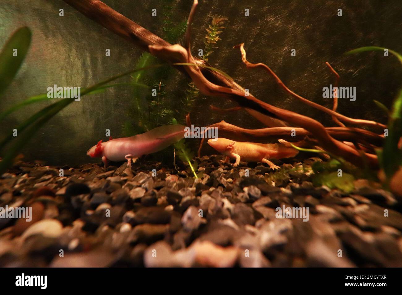 Axolotl conservation image hi-res stock photography and images - Alamy