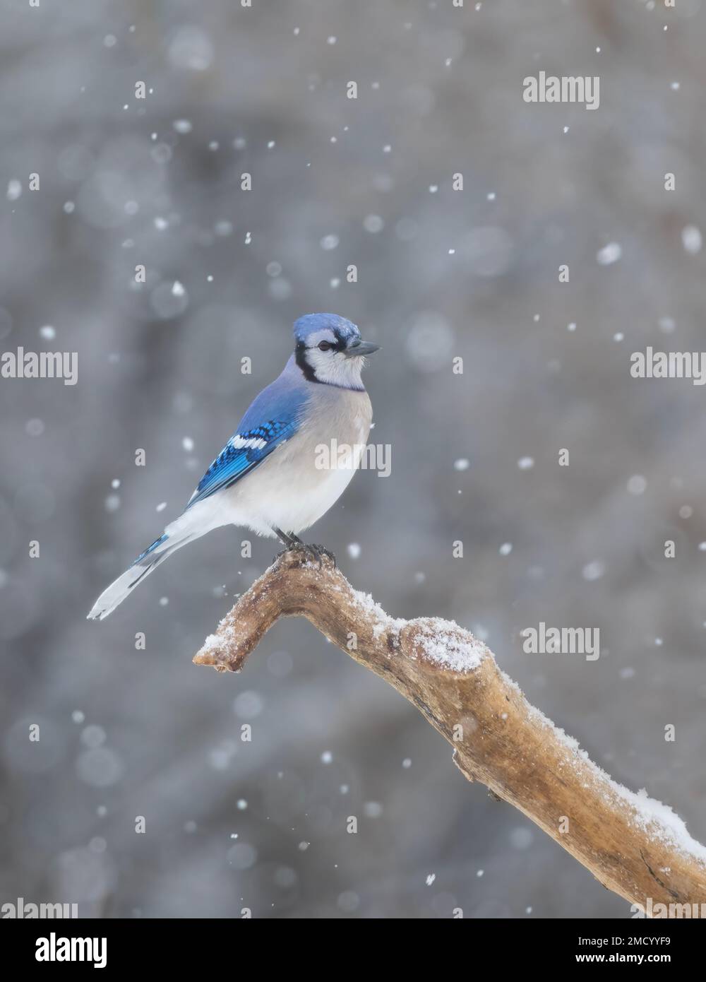 Blue Jay (Cyanocitta cristata) perched on a branch in the falling snow in Canada Stock Photo - Alamy