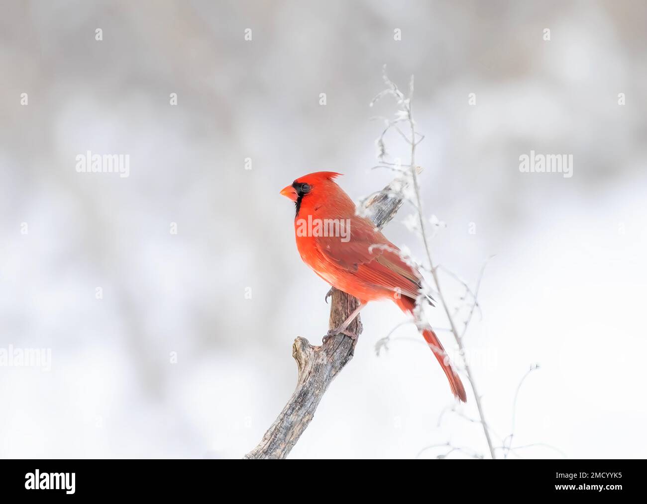 Northern Cardinal male - Cardinalis cardinalis perched on a branch on a ...