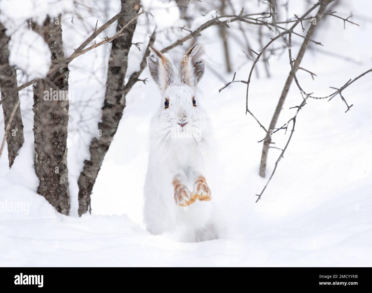 White Snowshoe hare running in the snow in winter in Canada Stock Photo ...