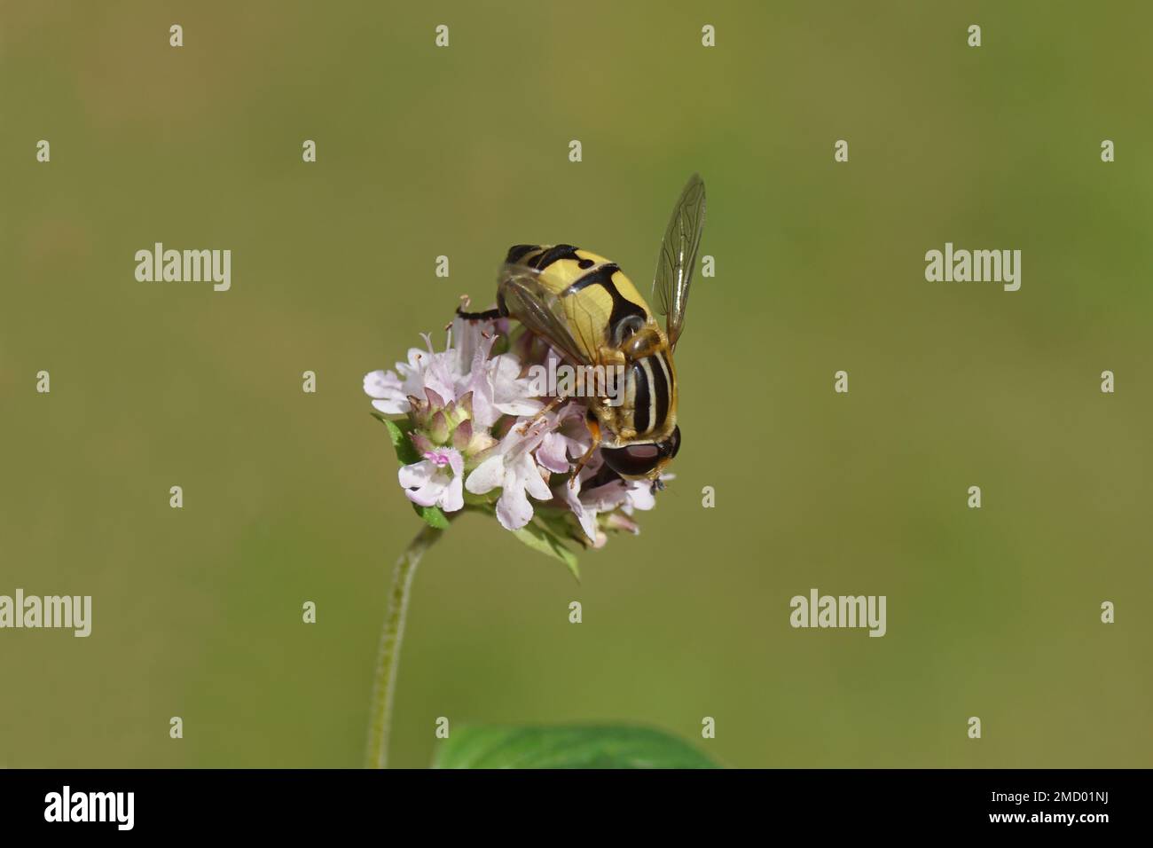 Sun fly, Lemon Marsh Fly, Helophilus trivittatus, family hoverflies ...