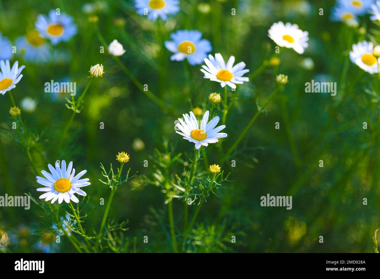 Chamomile flowers field. A beautiful natural scene with blooming ...
