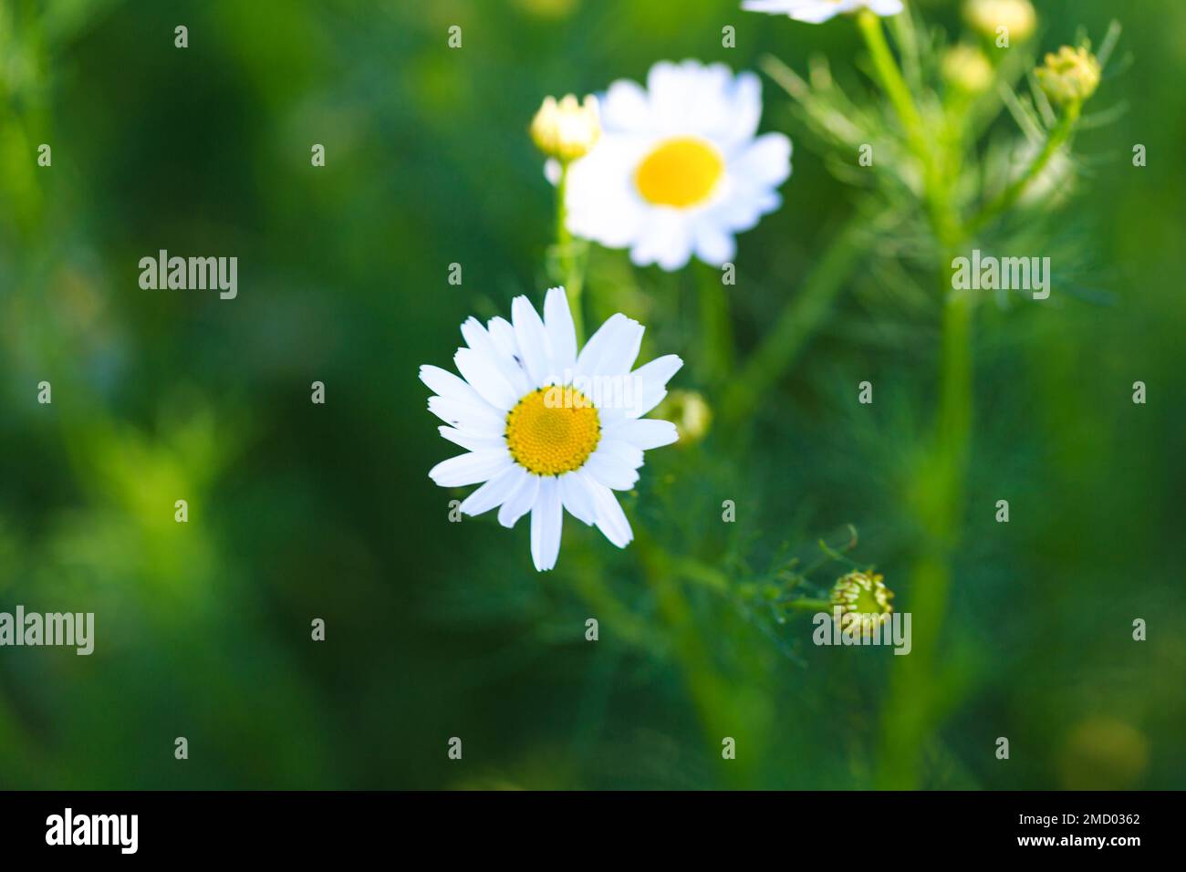 Chamomile flowers field. A beautiful natural scene with blooming ...