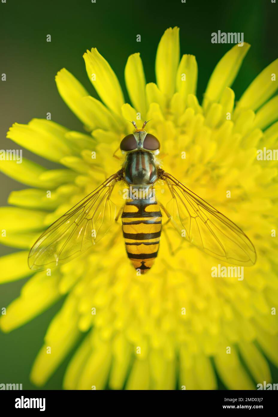 Close up of a Hoverfly Stock Photo - Alamy