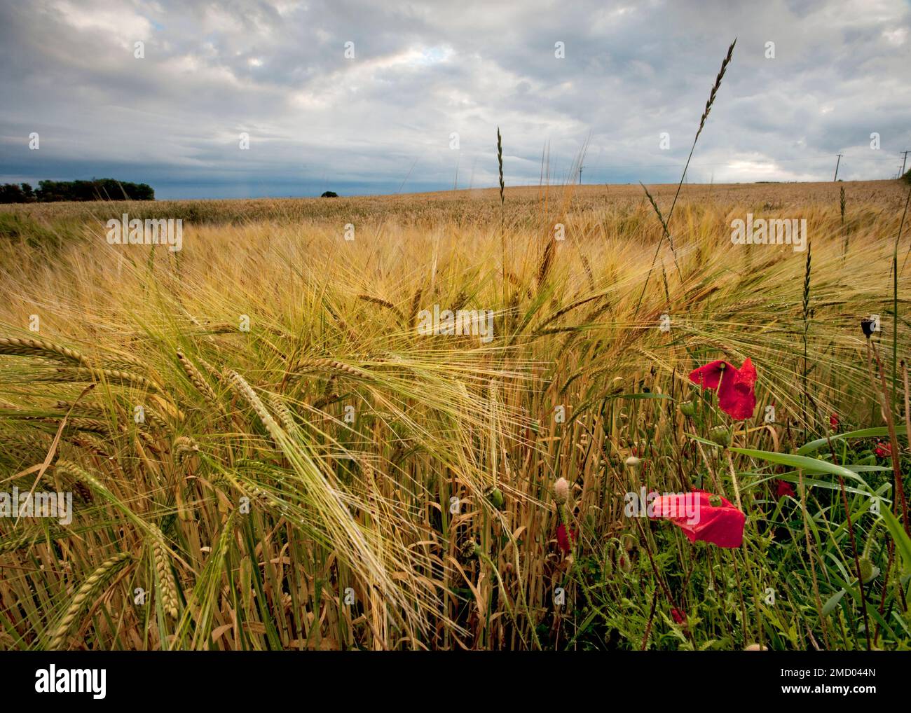 Land of scotland hi-res stock photography and images - Alamy
