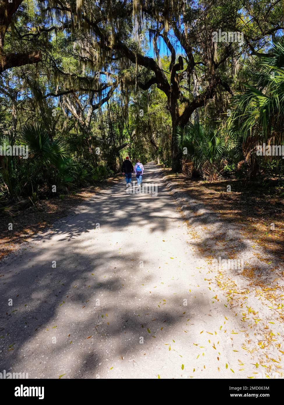 Two people walk along the main drive under maritime forest oak trees ...