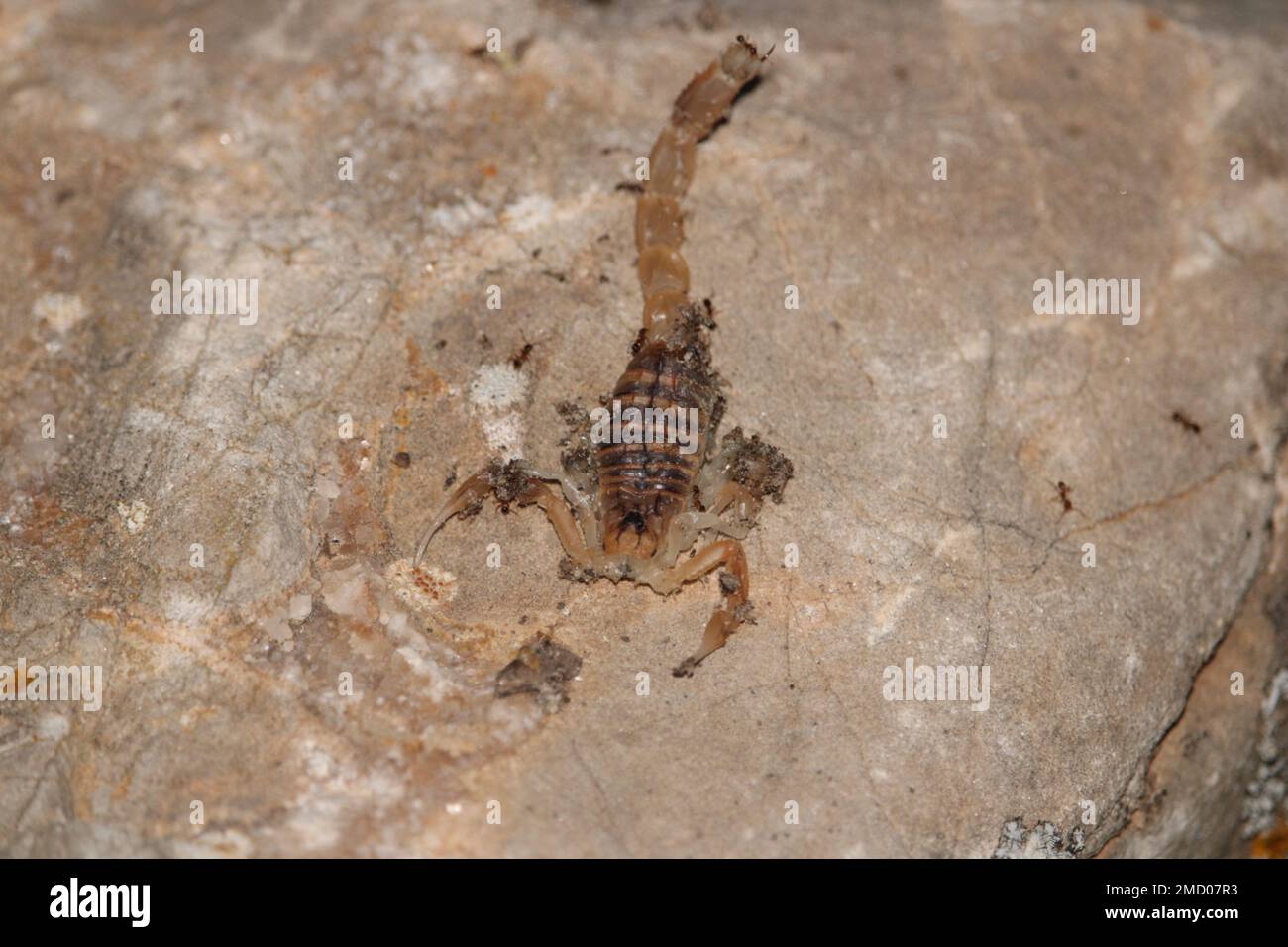 40 especies hi-res stock photography and images - Alamy