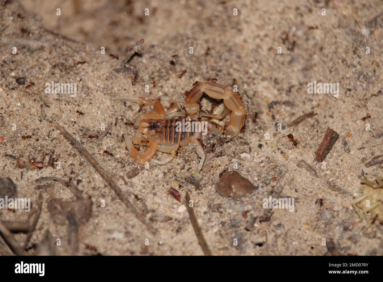 Emperador de la hi-res stock photography and images - Alamy