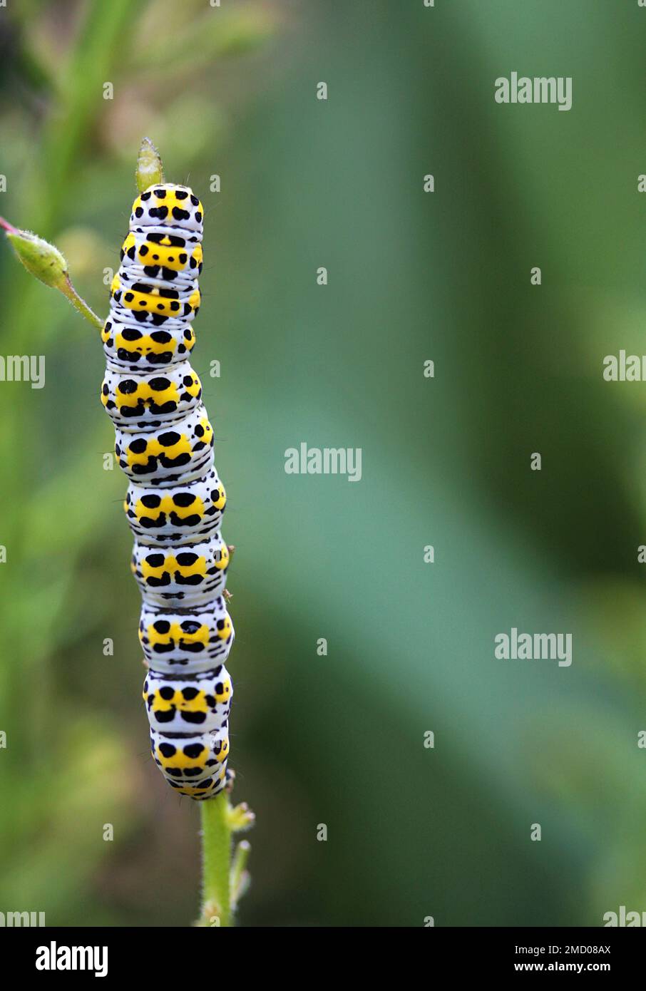 Closeup bug caterpillar hi-res stock photography and images - Alamy