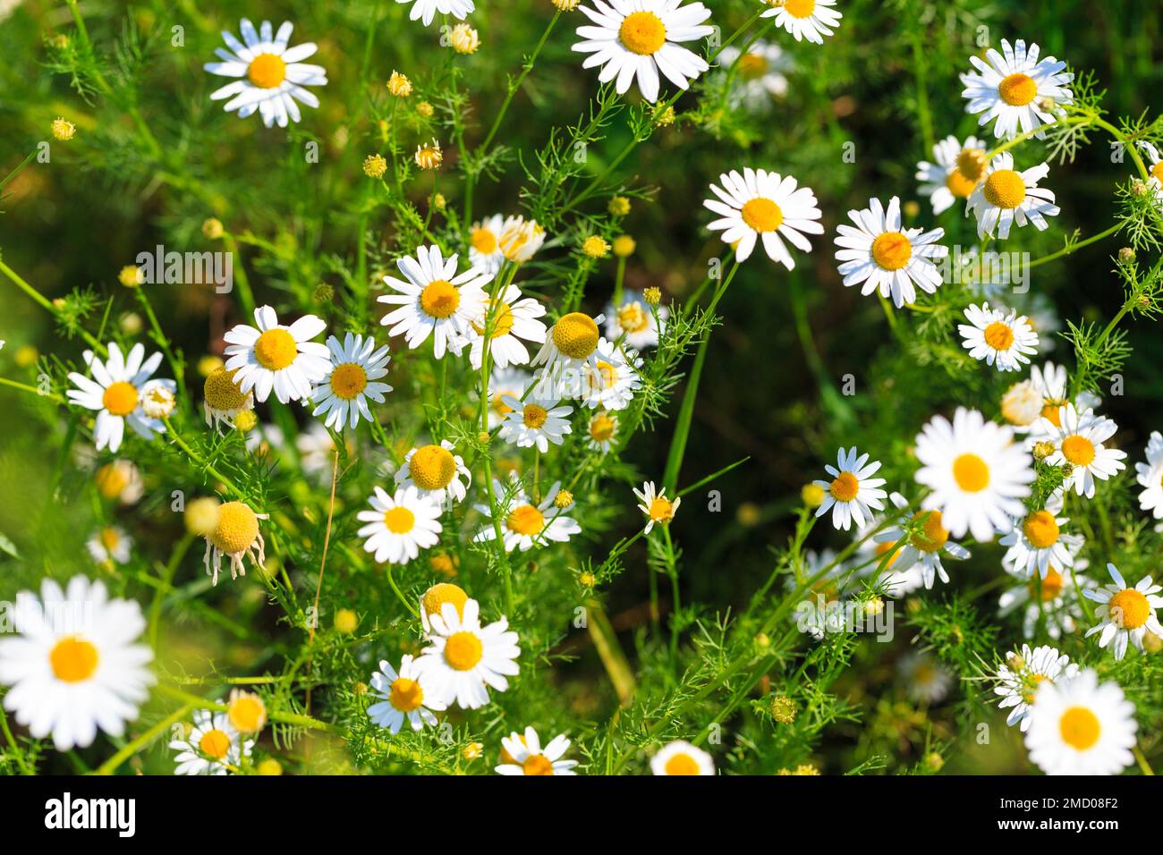 Chamomile flowers field. A beautiful natural scene with blooming ...