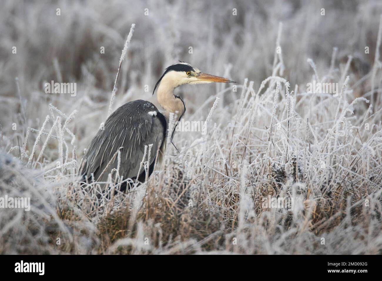 Native british animals hi-res stock photography and images - Alamy