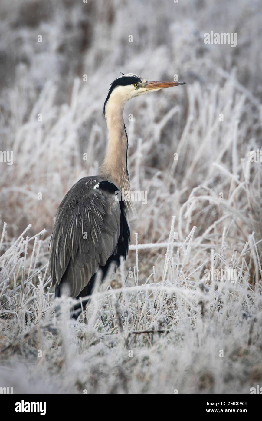Native animals in nature hi-res stock photography and images - Alamy