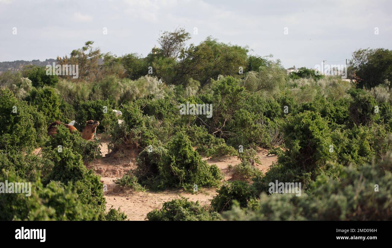 Marokas hi-res stock photography and images - Alamy