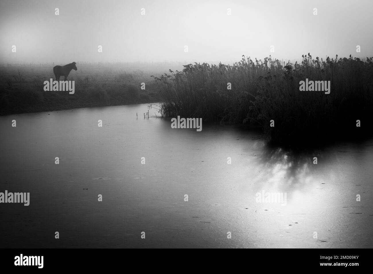A cold Konik pony looks at the frozen pond at Wicken Fen in January ...
