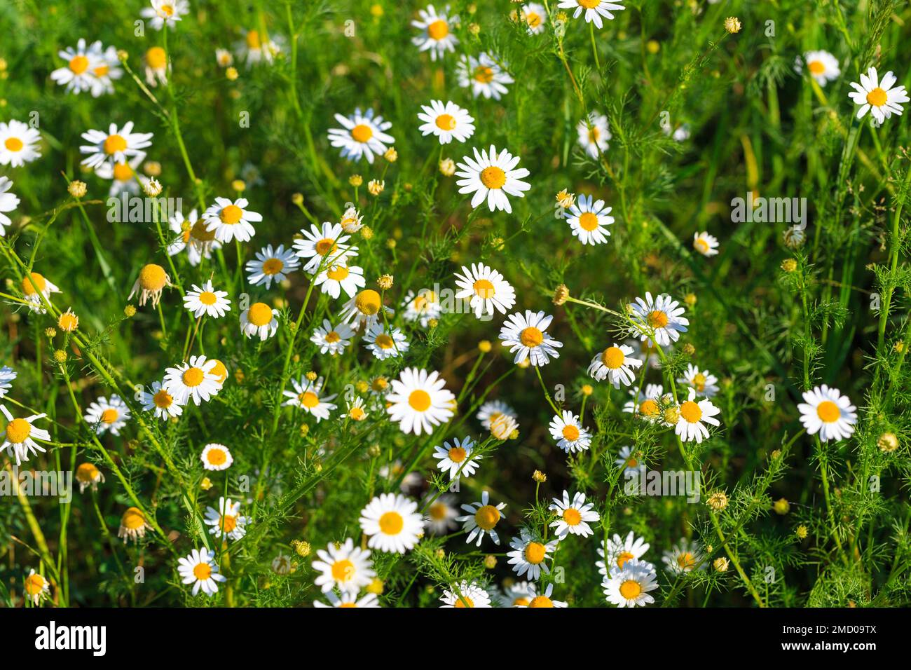 Chamomile flowers field. A beautiful natural scene with blooming ...