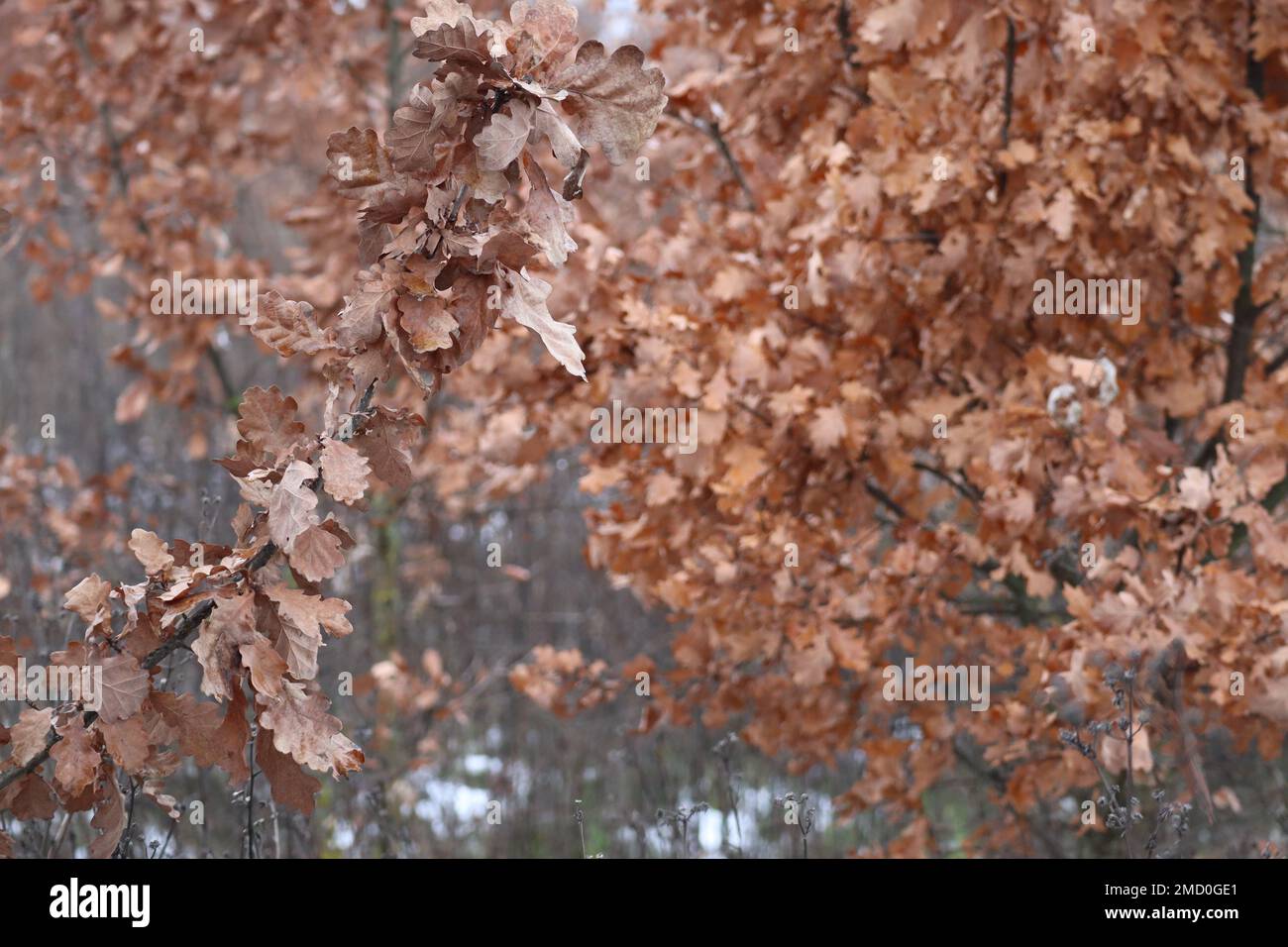 Oak leaf branch in a Reforestation area Stock Photo - Alamy