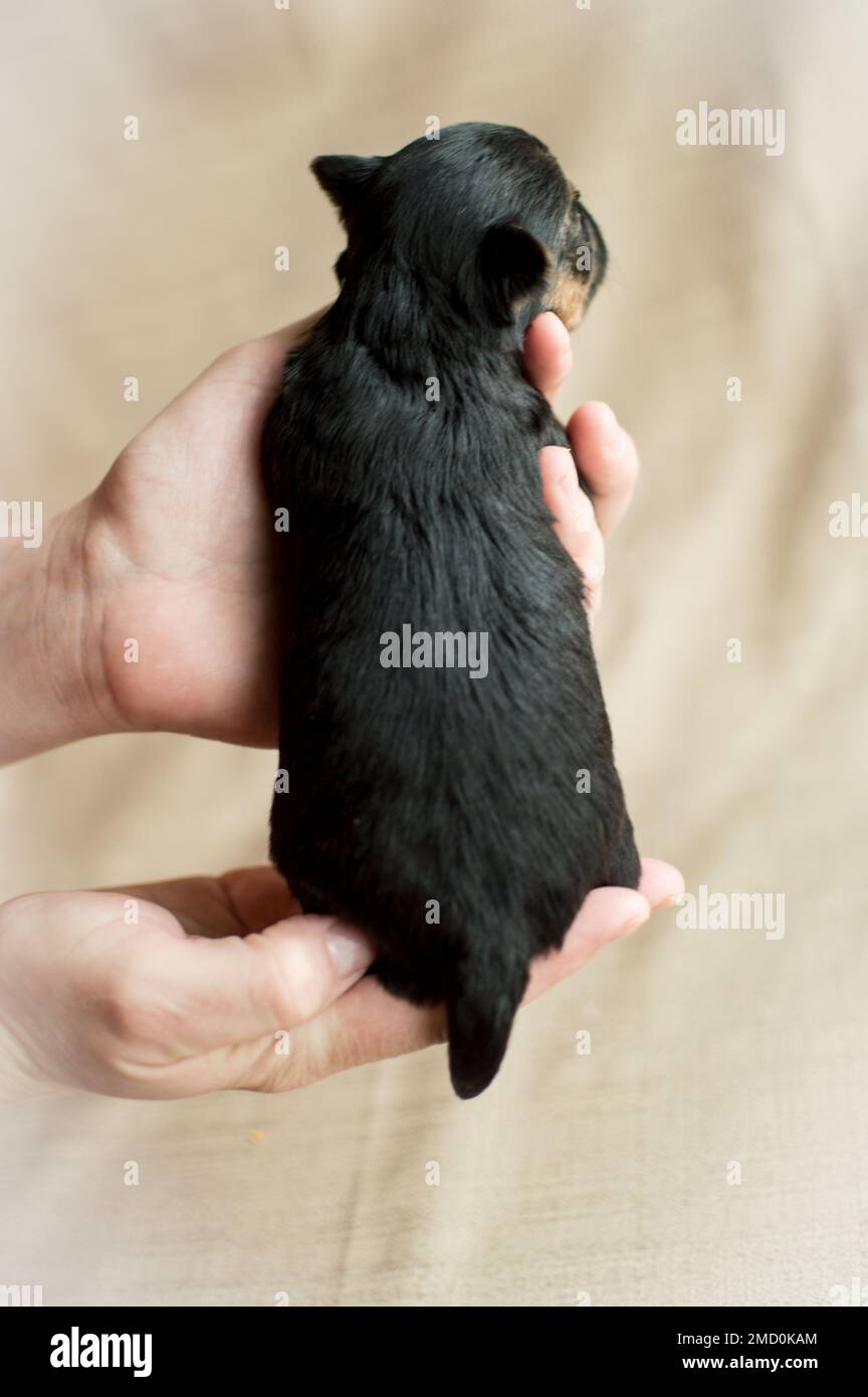A vertical closeup view of the back of a black baby Chihuahua in the ...