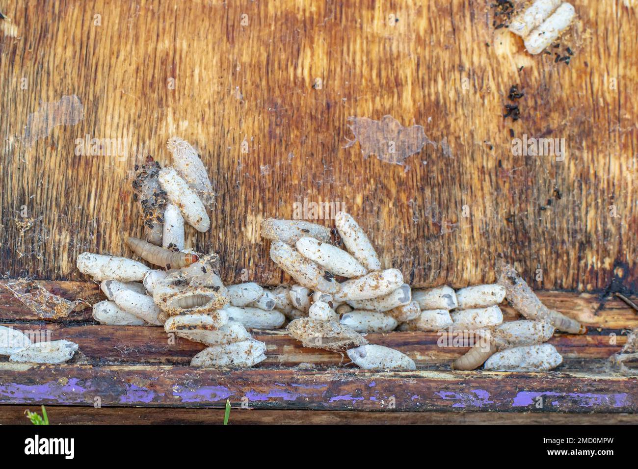 Fully-grown larvae form cocoons in comb debris, attached to frame or ...