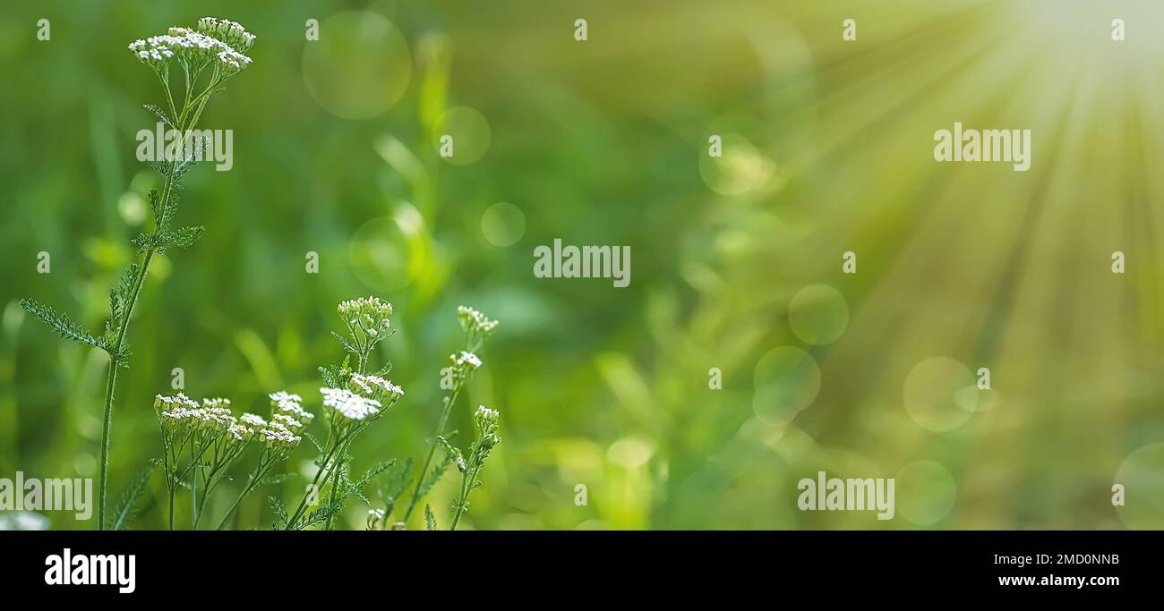 Achillea millefolium, yarrow or common yarrow white flowers in meadow ...