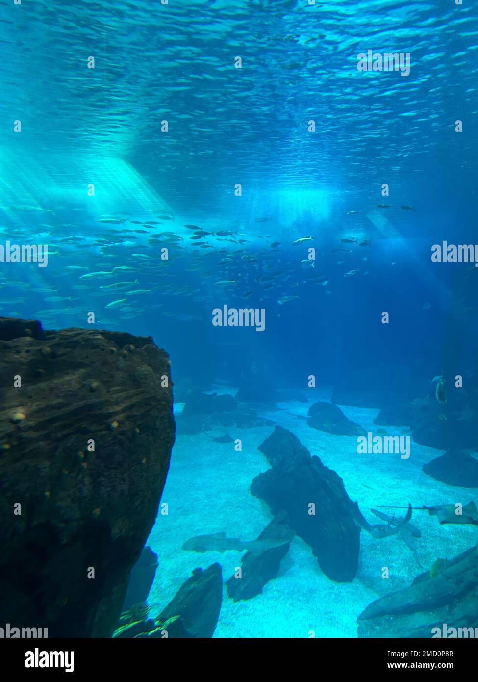 A vertical shot of fish swimming in clear water in Aquarium with green ...