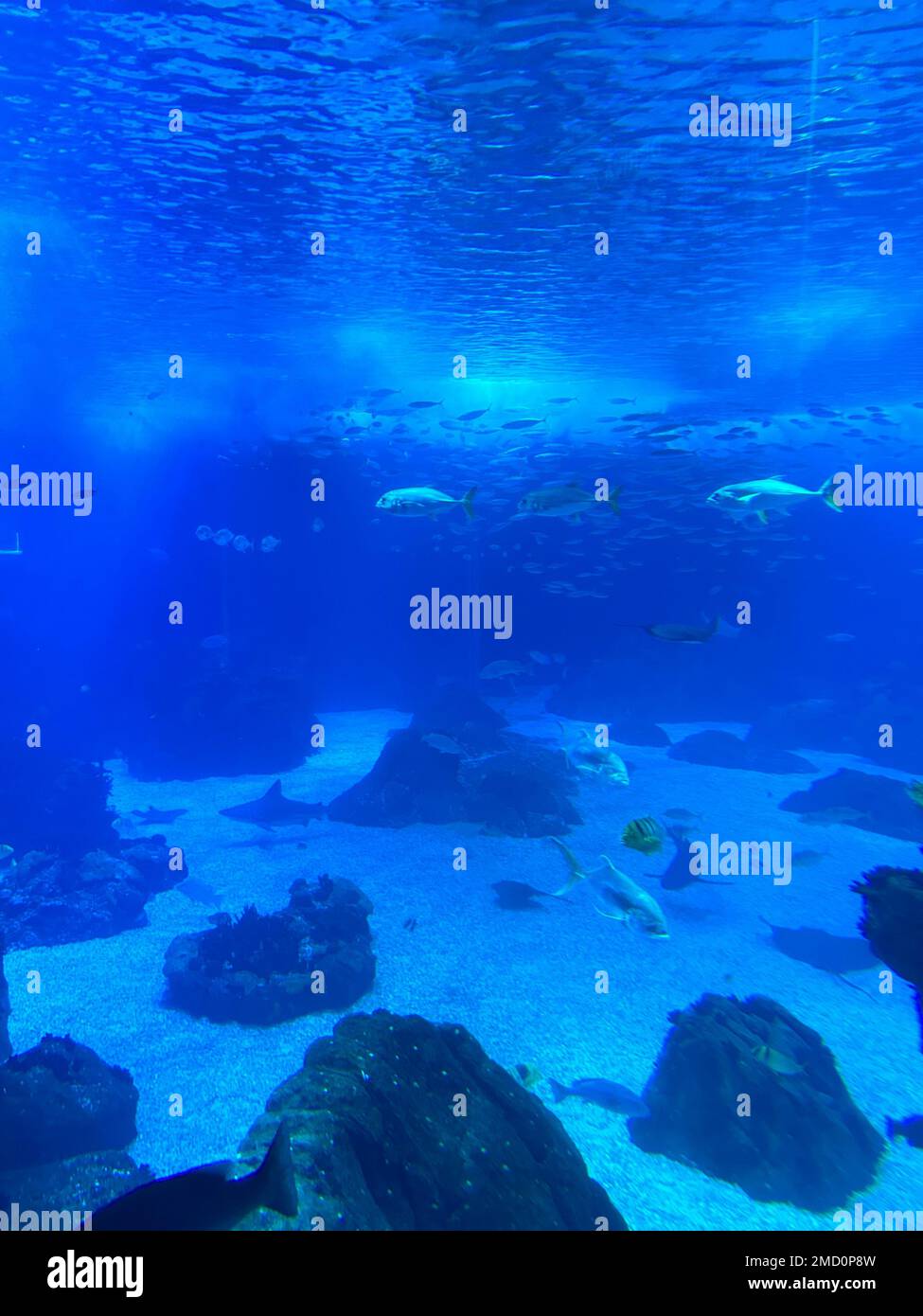 A vertical shot of fish swimming in clear water in Aquarium with green ...