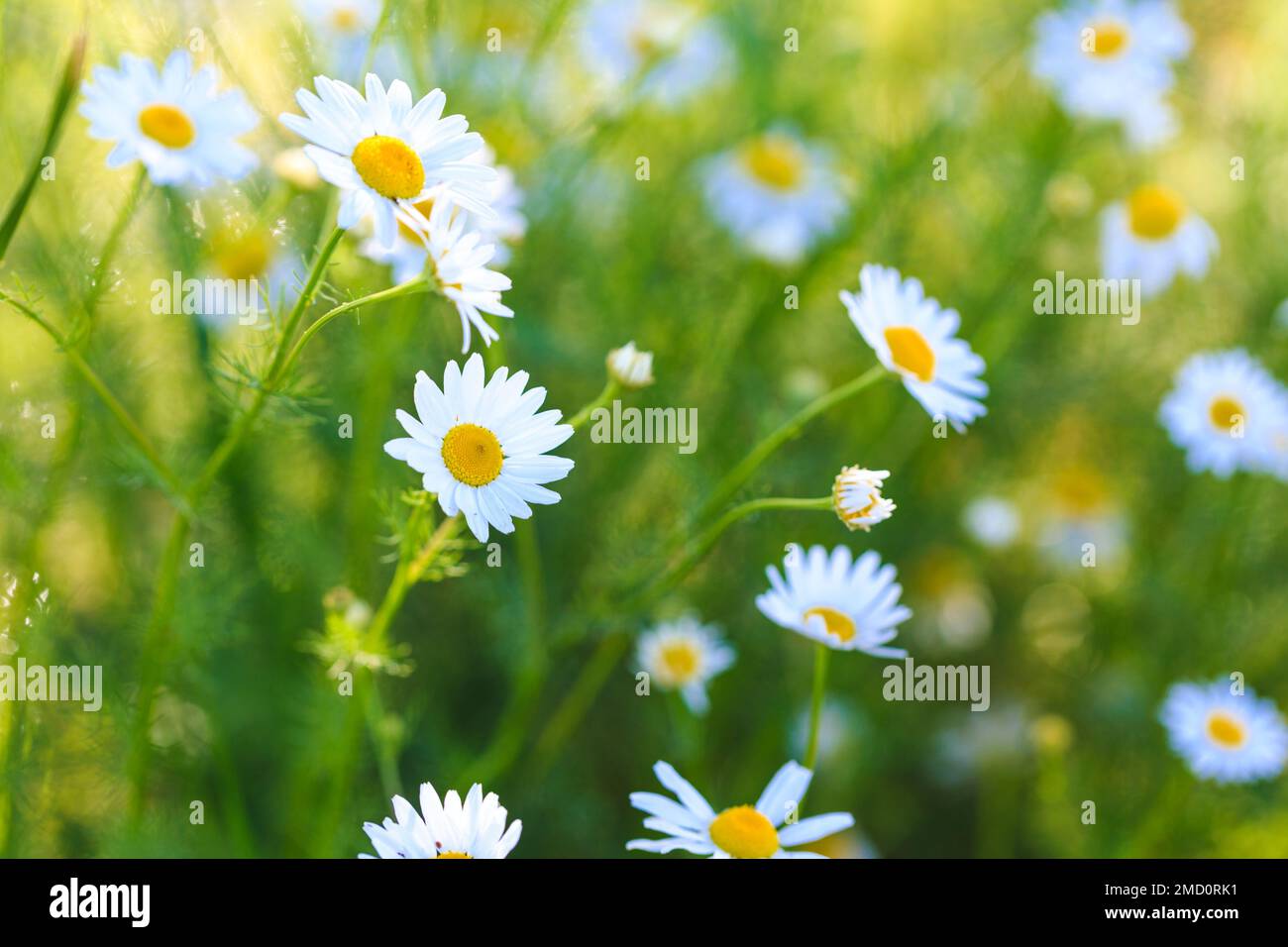Chamomile flowers field. A beautiful natural scene with blooming ...