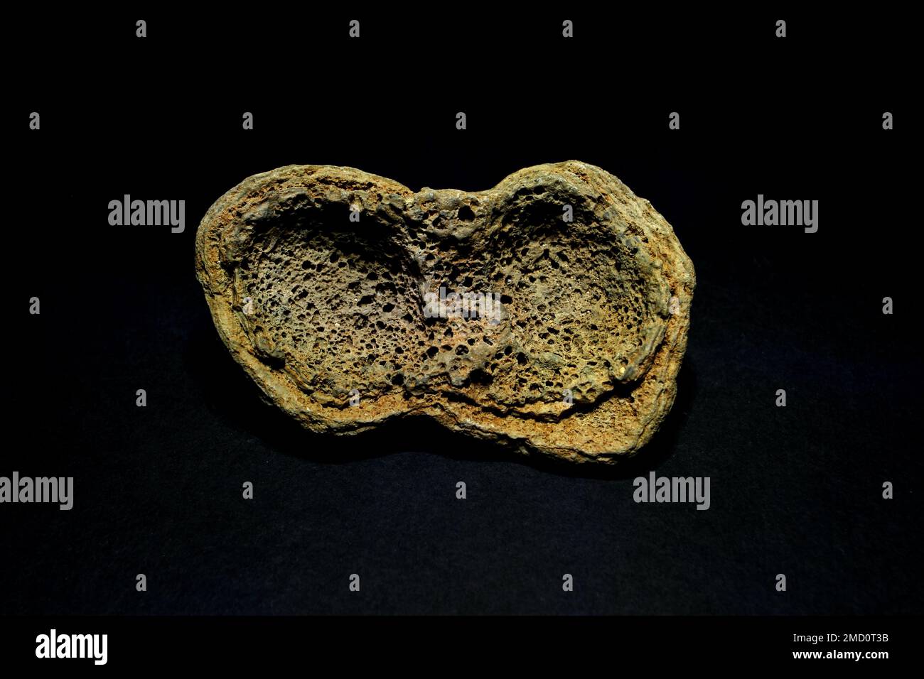 Patrifaction hi-res stock photography and images - Alamy