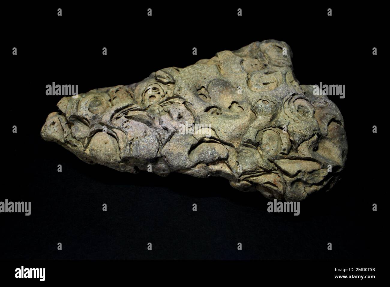 Fossil imprints hi-res stock photography and images - Alamy